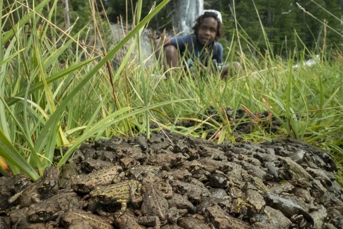 JOJO – A TOAD MUSICAL - Aspen Film